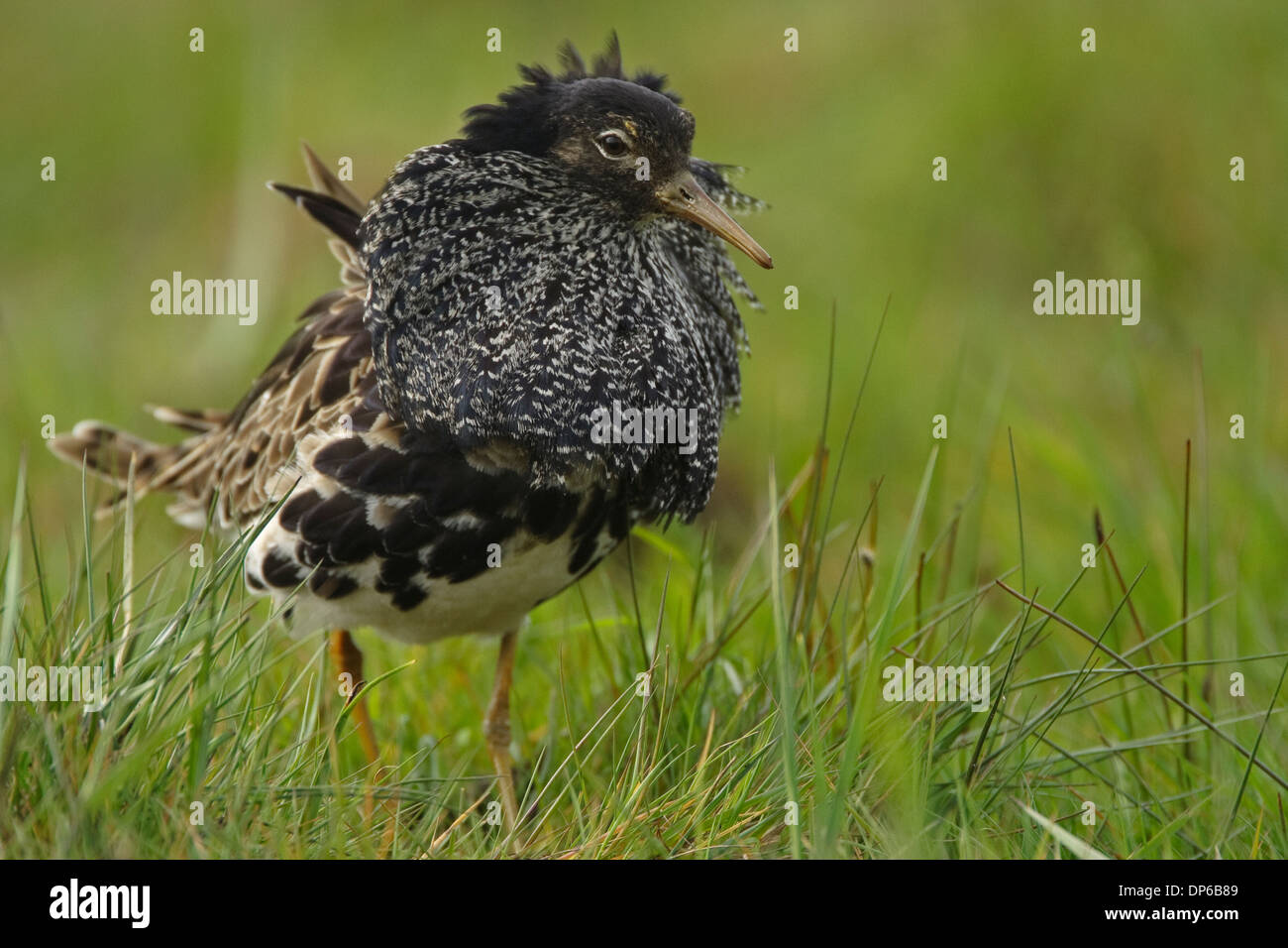 Ruff male bird hi-res stock photography and images - Alamy