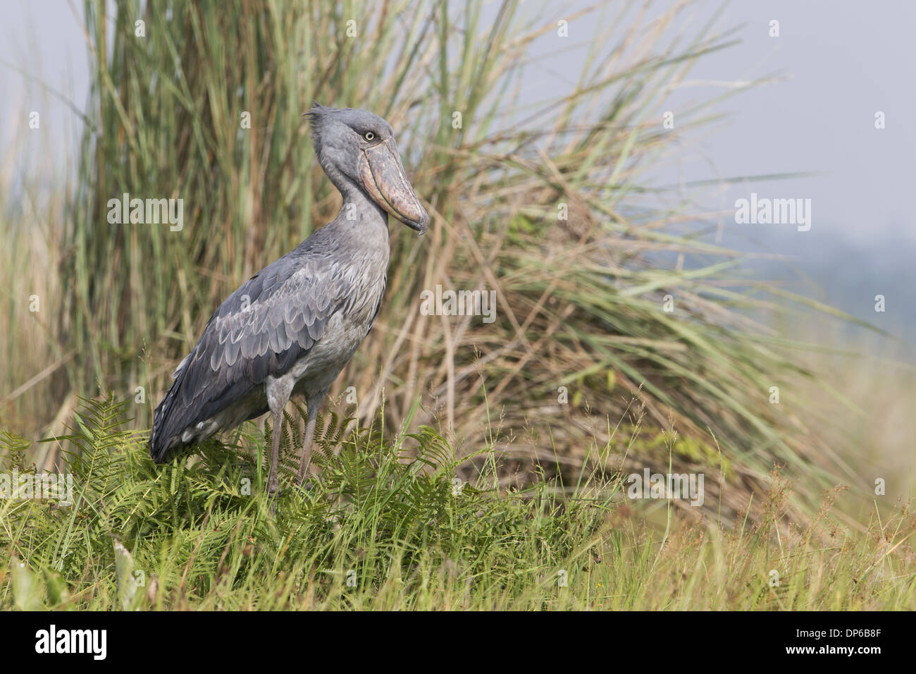 Shoebill (Balaeniceps rex) adult, standing in wetland, Mabamba Swamp ...