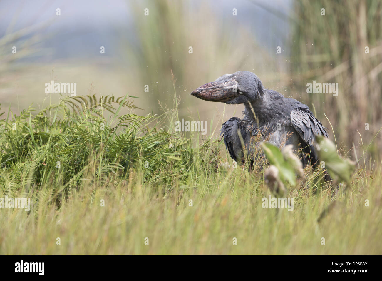 Shoebill (Balaeniceps rex) adult shaking water from upper body feathers ...