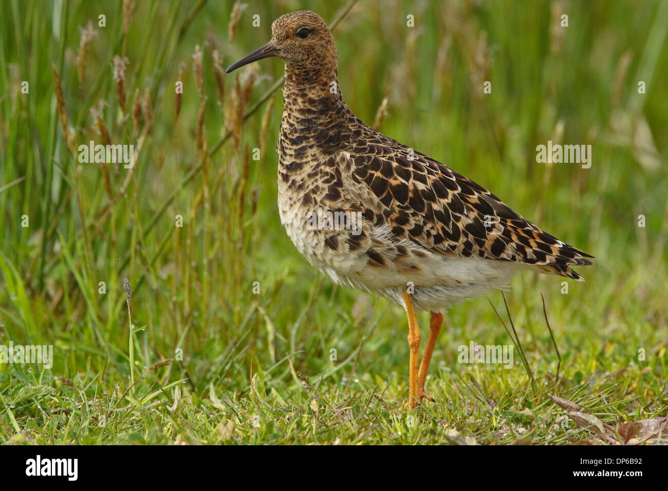 Ruff bird female hi-res stock photography and images - Alamy