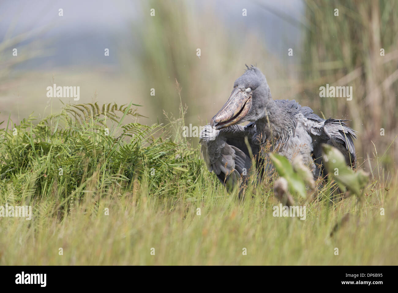Shoebill (Balaeniceps rex) adult shaking water from upper body feathers ...
