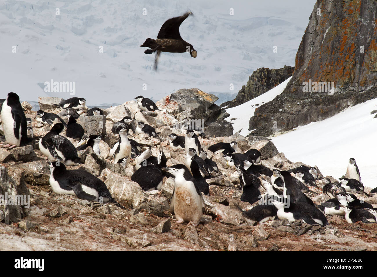 Antarctic Skua (Catharacta antarctica) adult in flight with egg in beak ...