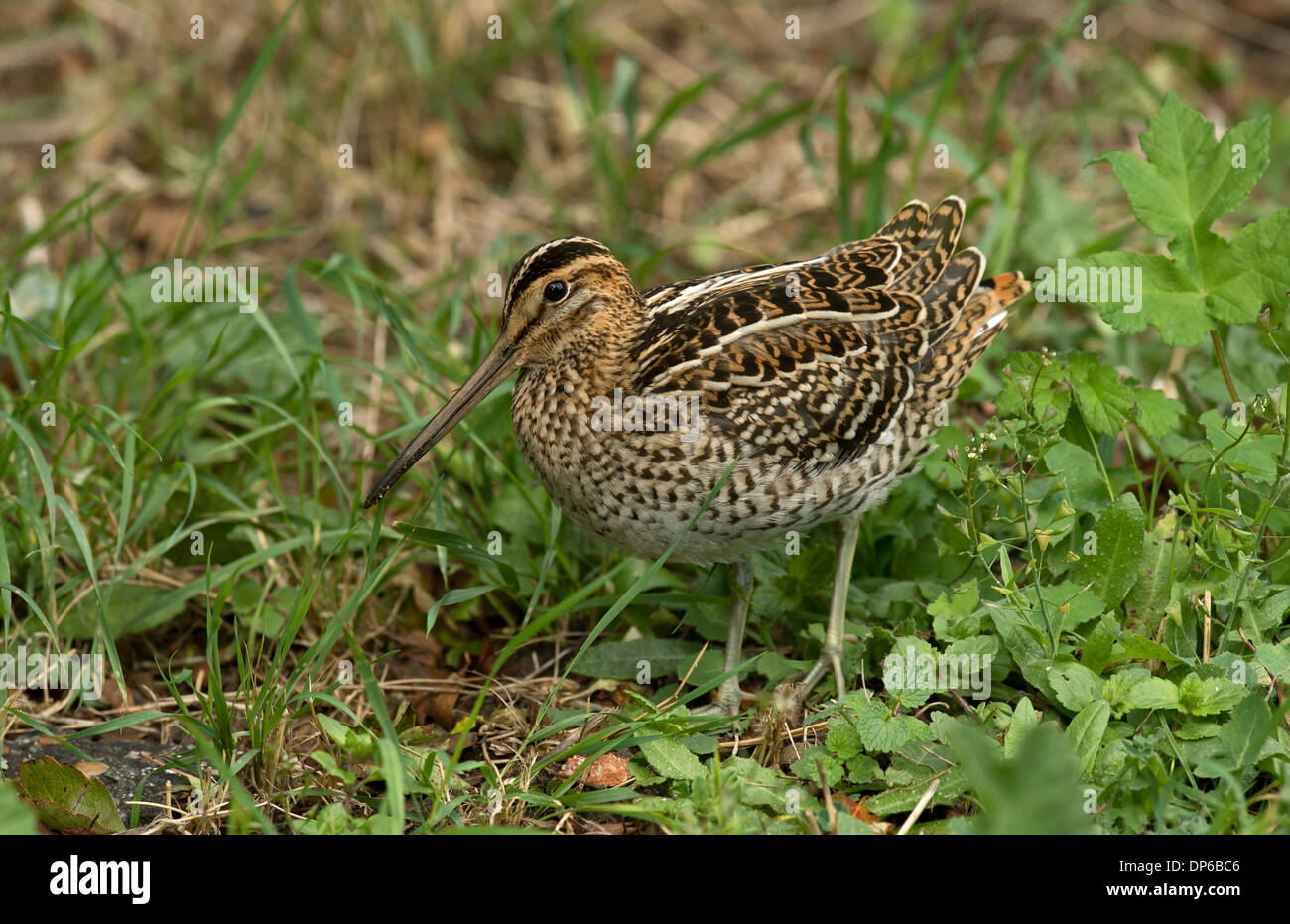 Great Snipe (Gallinago media) adult, vagrant, standing amongst ...
