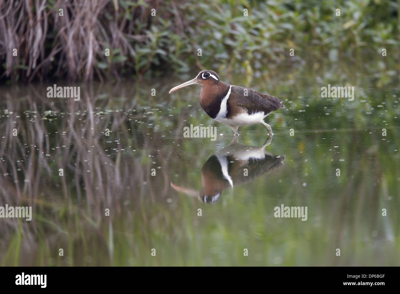 Greater Painted-snipe (Rostratula benghalensis) adult female standing ...