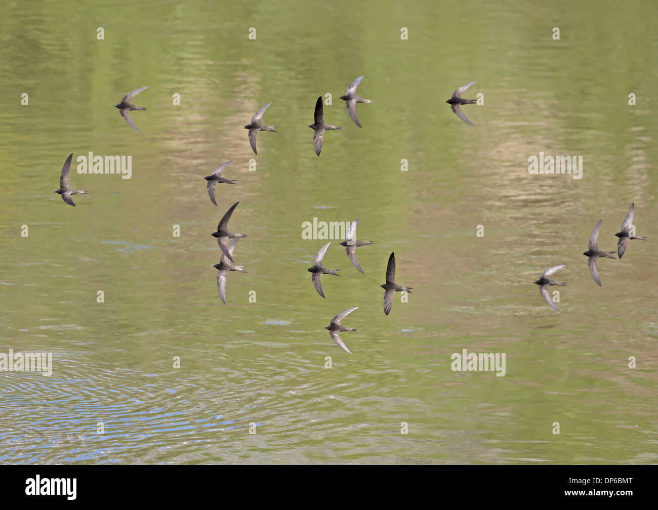 Common Swift (Apus apus) sixteen adults, flock in flight over water ...