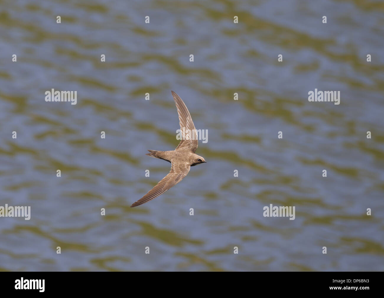 Eurasian swift apus apus hi-res stock photography and images - Alamy