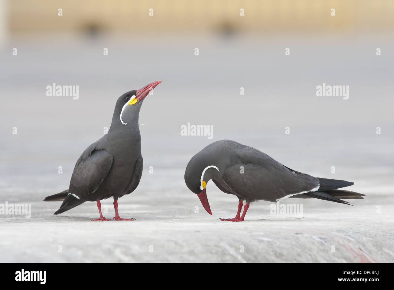 Inca Tern Larosterna Inca Adult Pair Breeding Plumage In Courtship Inca Tern Larosterna Inca Adult Pair Breeding Plumage In Courtship