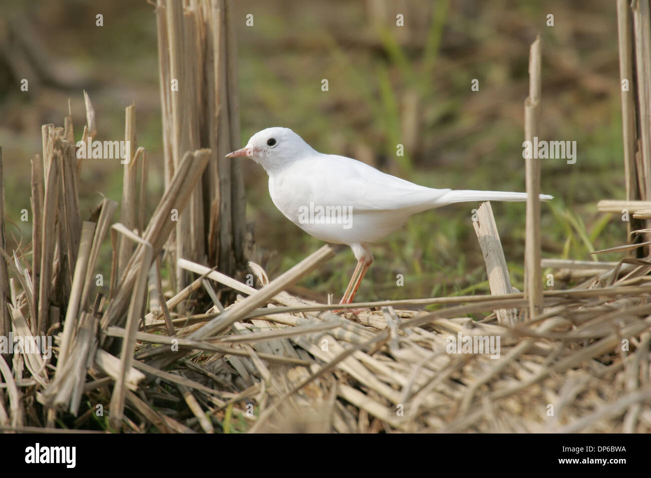 Eurasian white wagtail hi-res stock photography and images - Alamy