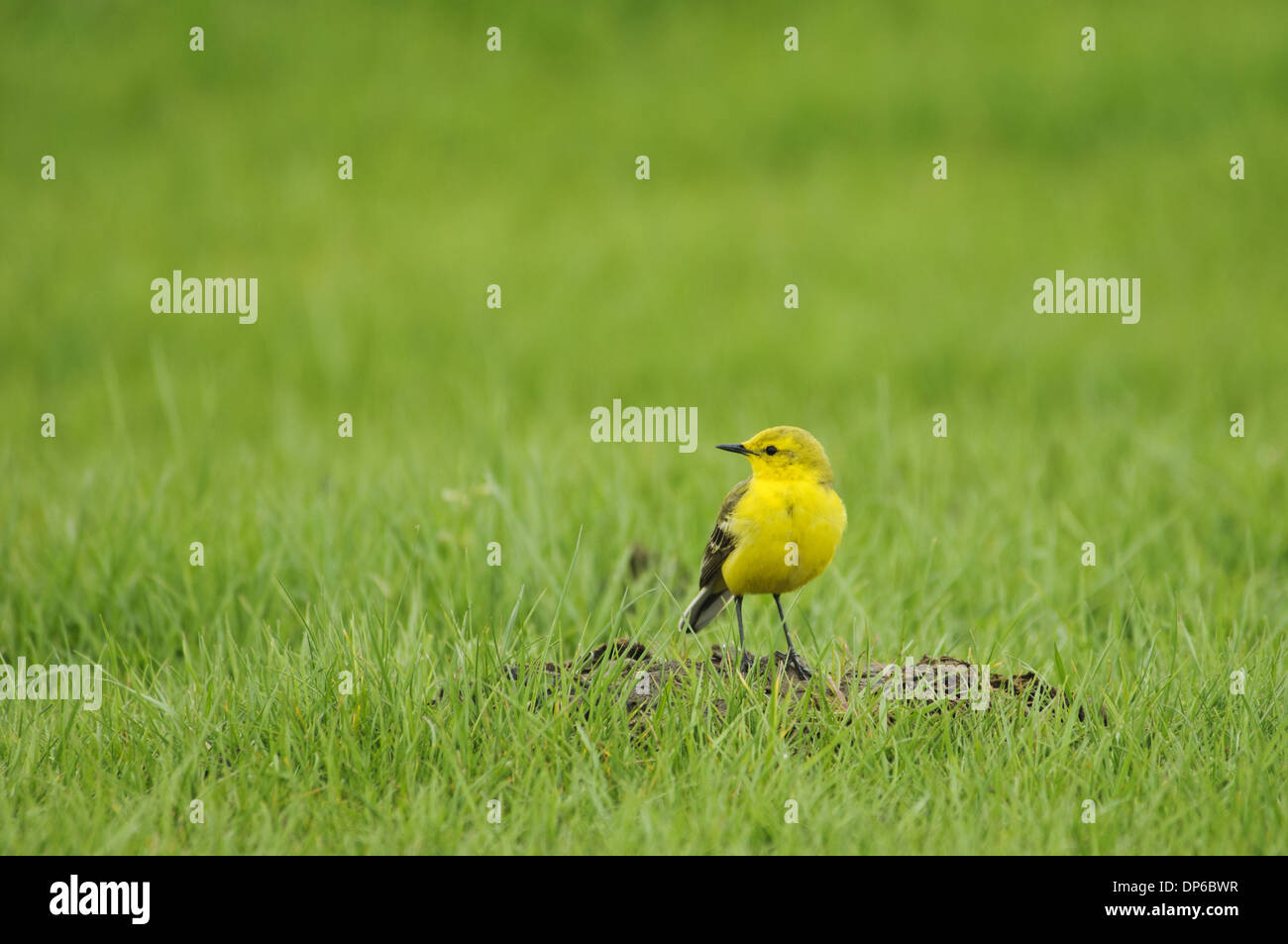 Yellow Wagtail (Motacilla flava flavissima) adult male breeding plumage ...