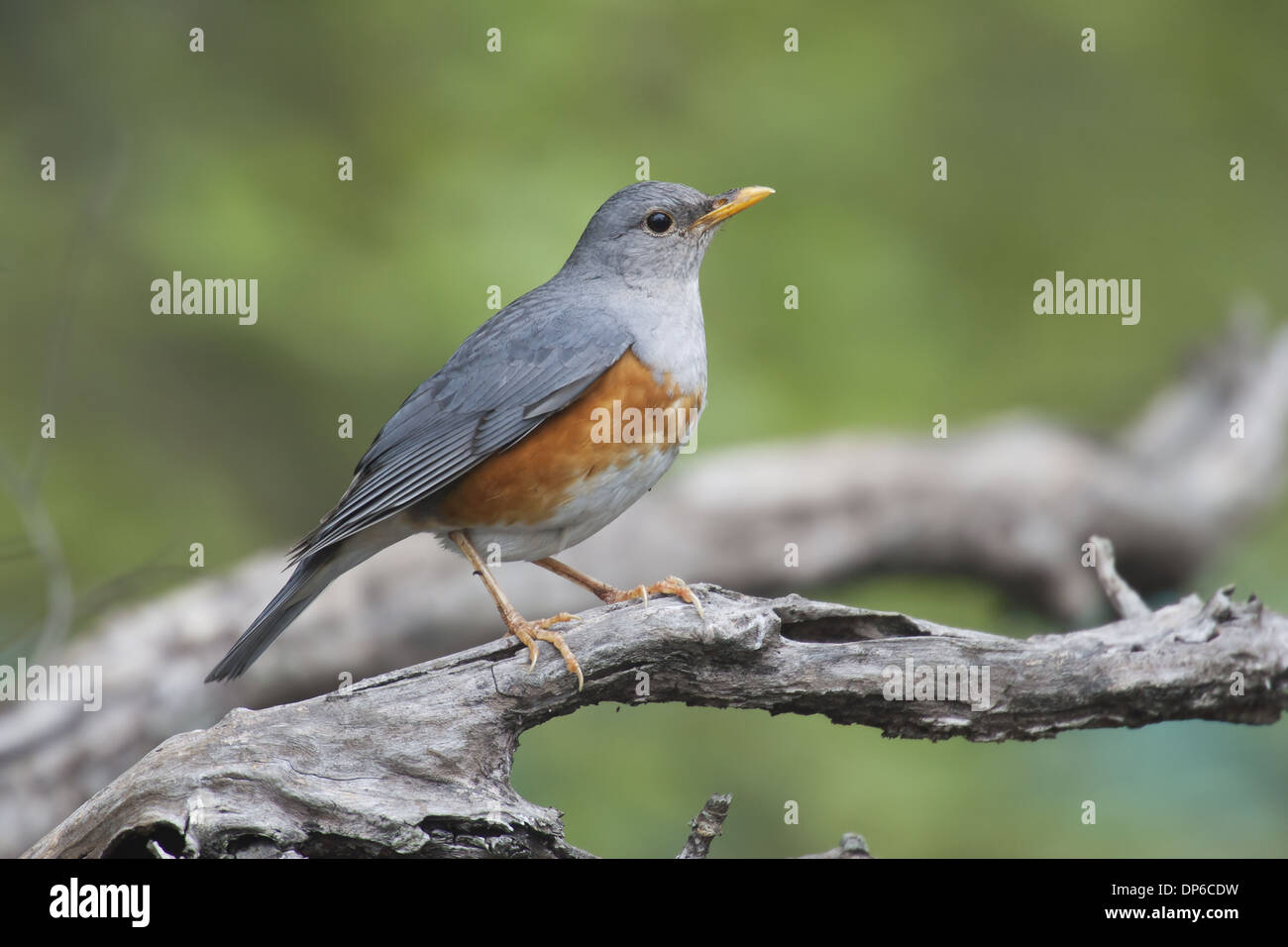 Grey-backed Thrush (Turdus hortulorum) adult male, breeding plumage, perched on branch, Hong ...