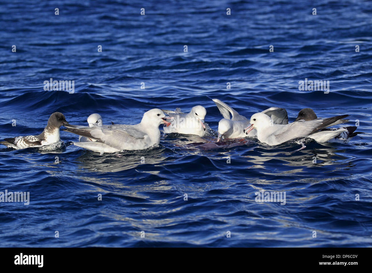 Adult southern fulmars hi-res stock photography and images - Alamy