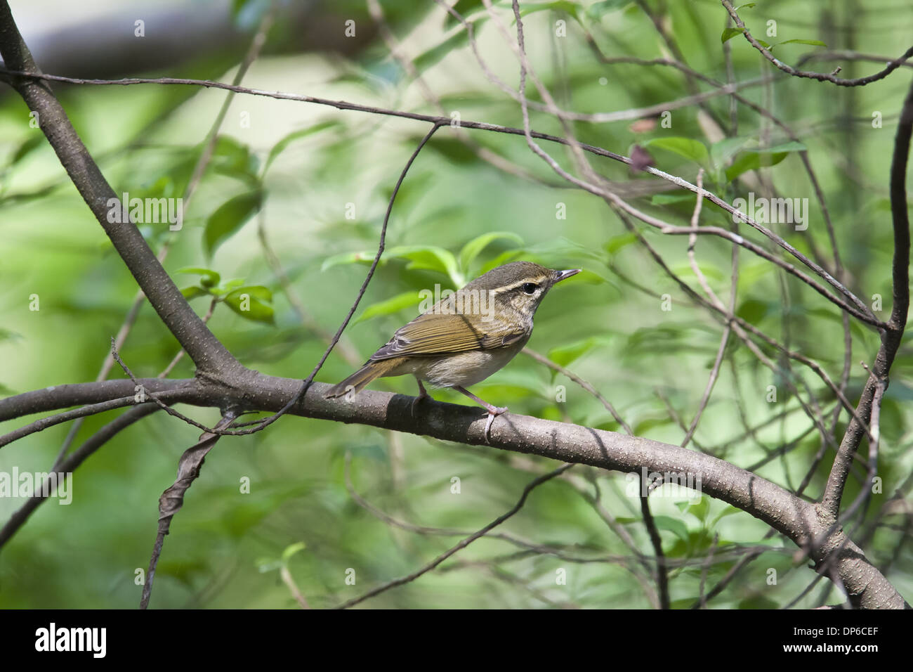 Pale-legged Leaf-warbler (Phylloscopus tenellipes) adult breeding ...