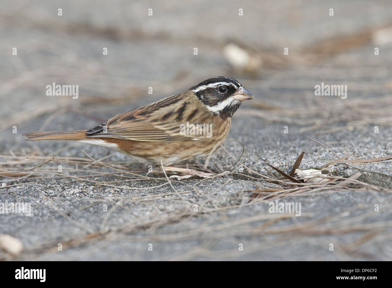 Tristram's Bunting (Emberiza tristrami) adult male, feeding on ground, Hong Kong, China ...