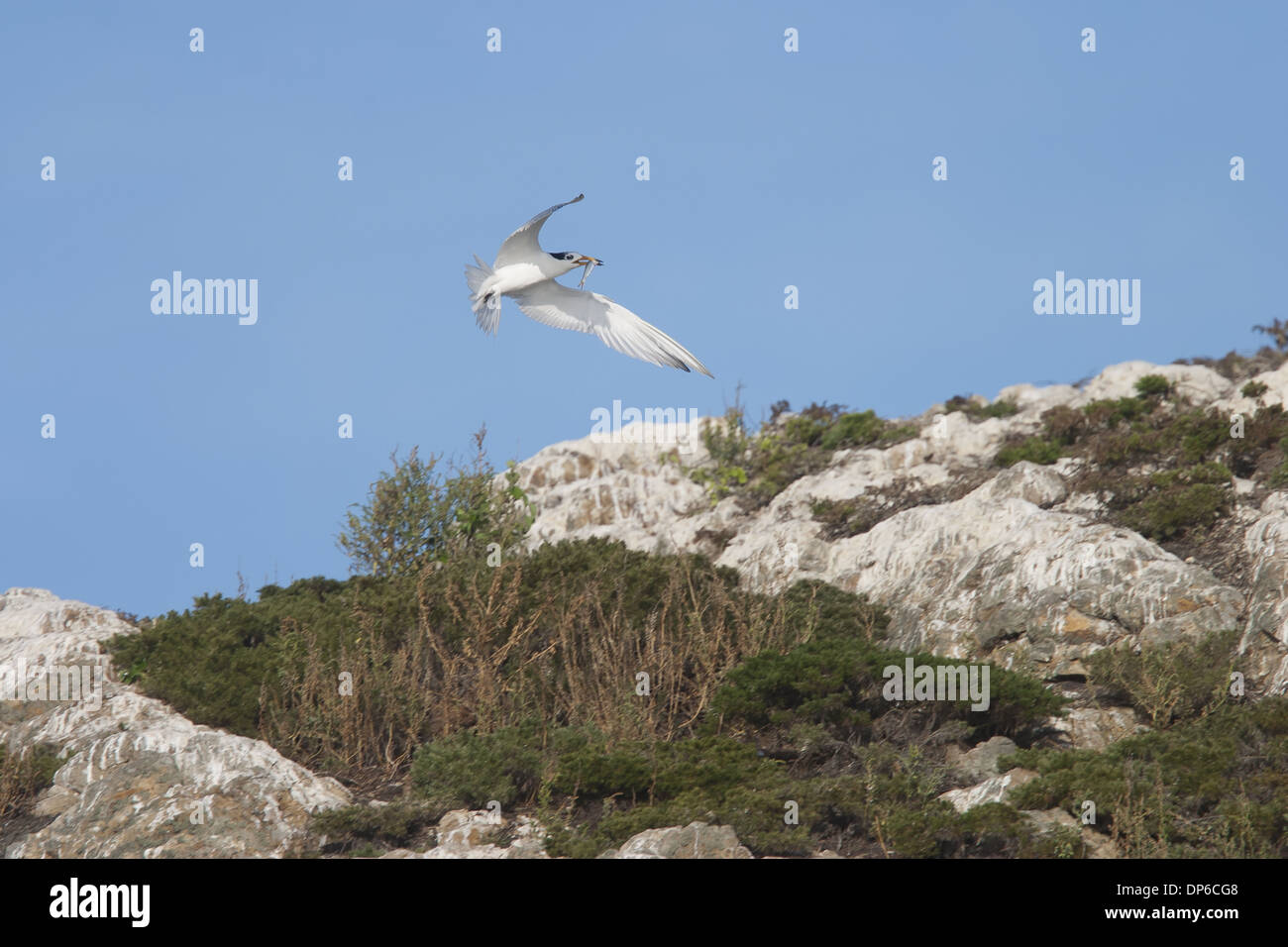 Chinese Crested Tern (Thalasseus bernsteini) adult non-breeding plumage ...