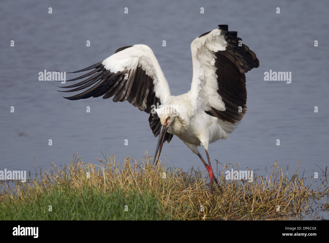 Oriental Stork (Ciconia boyciana) adult, with wings raised, hunting ...