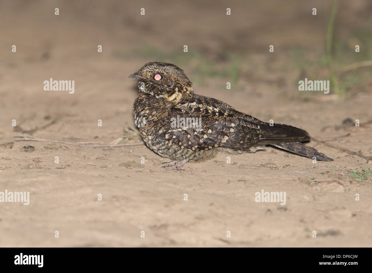 Adult male nightjar hi-res stock photography and images - Alamy