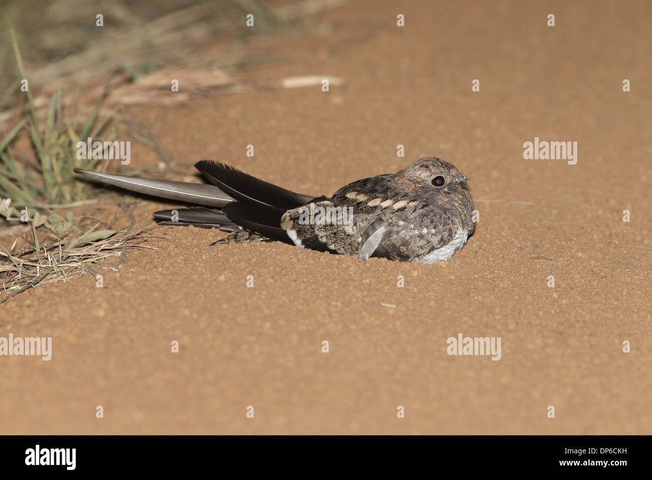 Pennant-winged Nightjar (Macrodipteryx vexillarius) adult male breeding ...