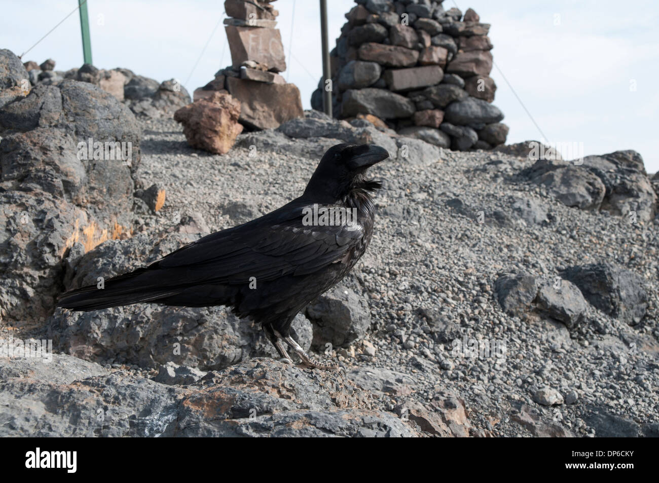 Common Ravens are among the very intelligent and curious animals ...