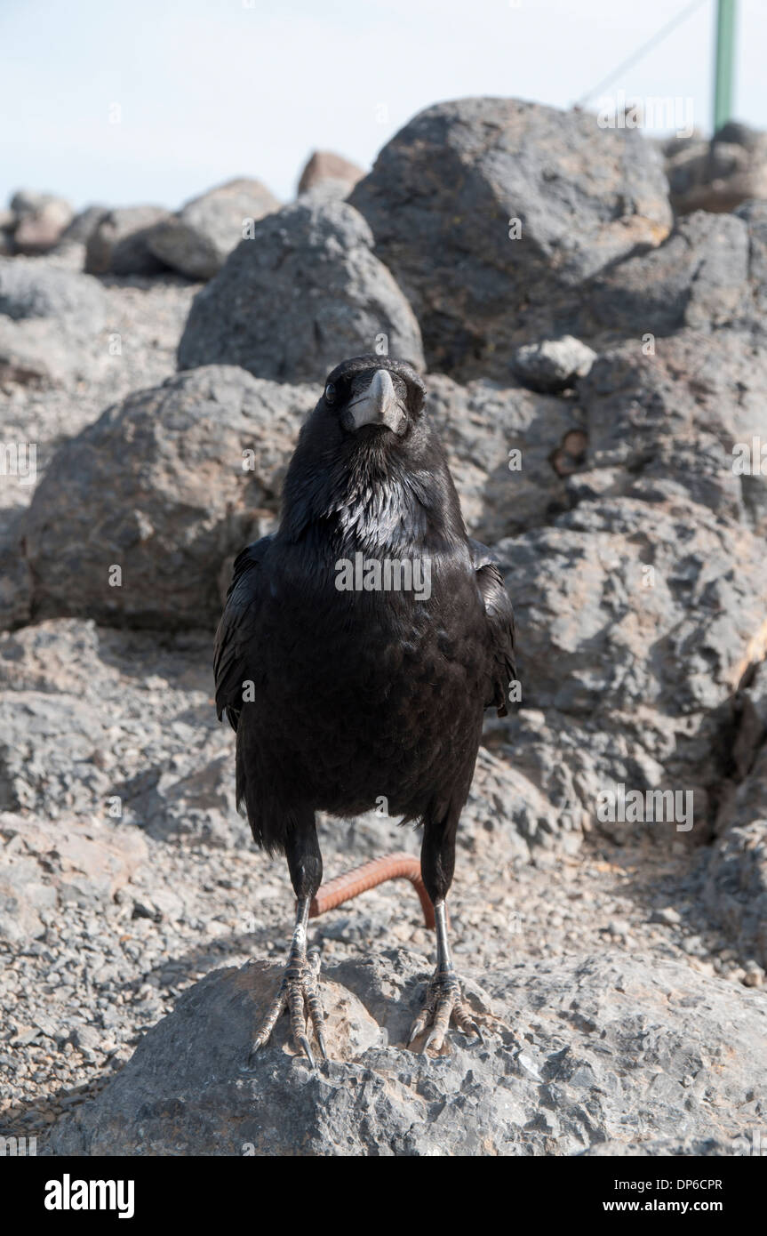 Intelligente hi-res stock photography and images - Alamy