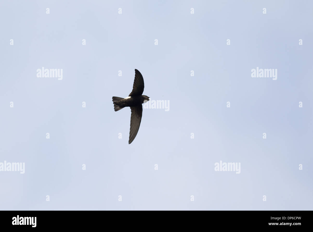 Catches insects in the air hi-res stock photography and images - Alamy