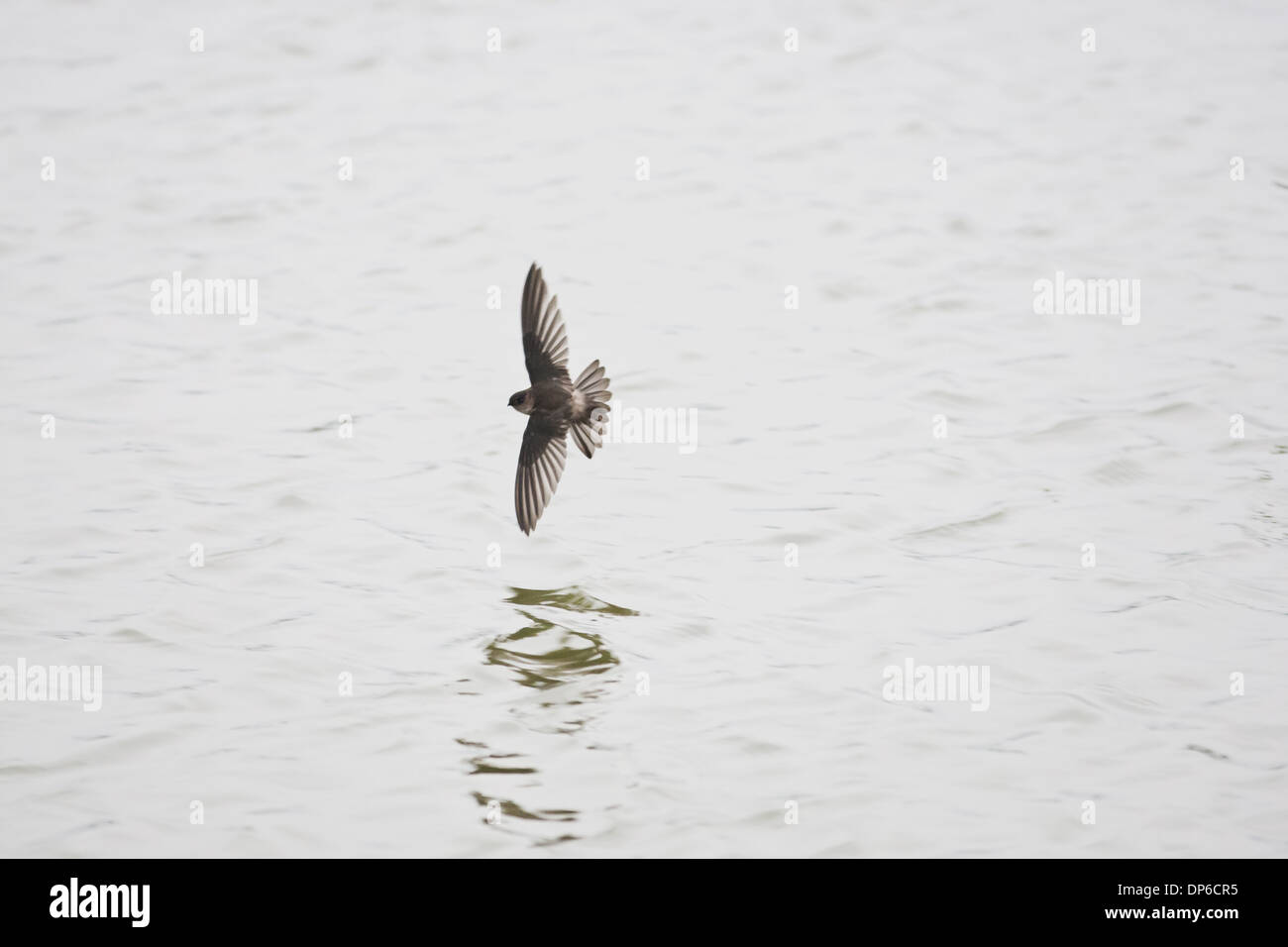 Himalayan Swiftlet (Aerodramus brevirostris) adult, in flight over ...