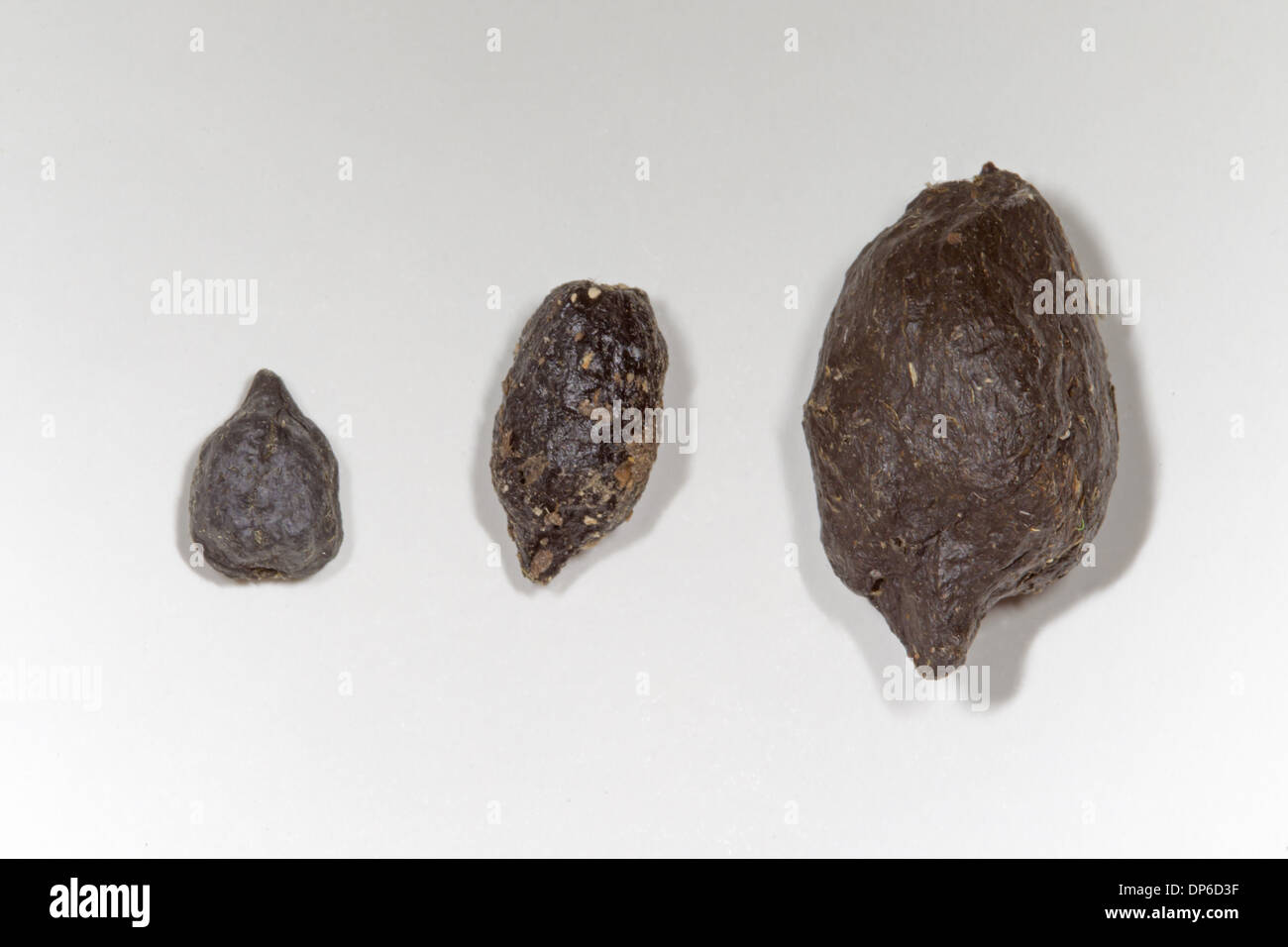 Deer droppings hi-res stock photography and images - Alamy