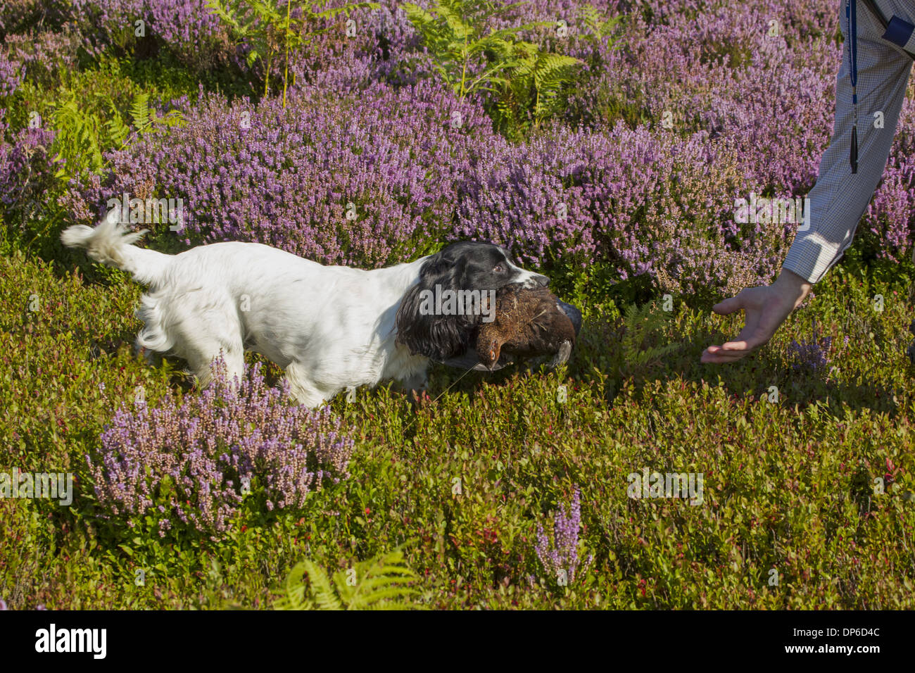 Domestic Dog Working Spaniel adult with shot Red Grouse (Lagopus ...