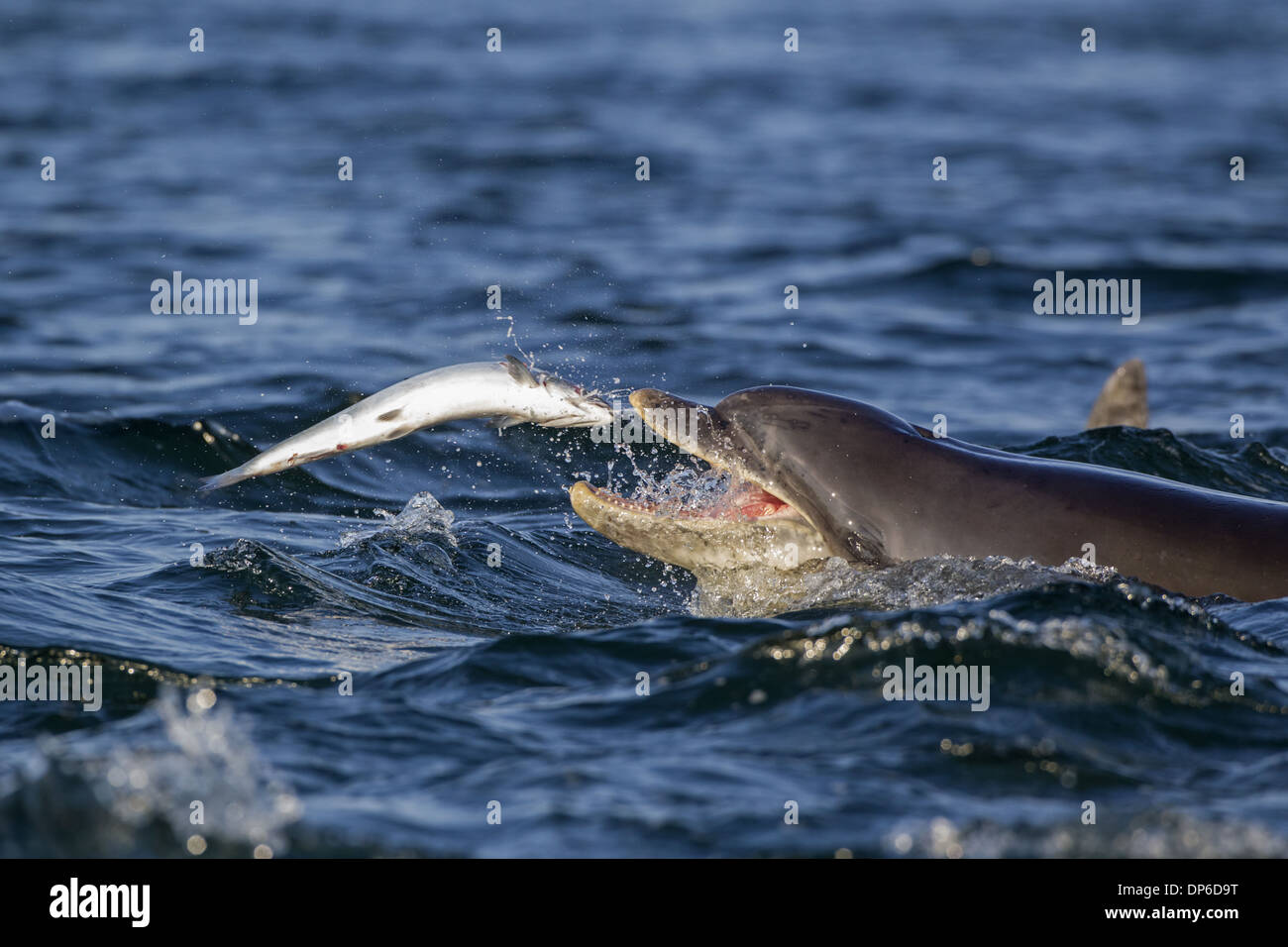 Bottlenose Dolphin Prey