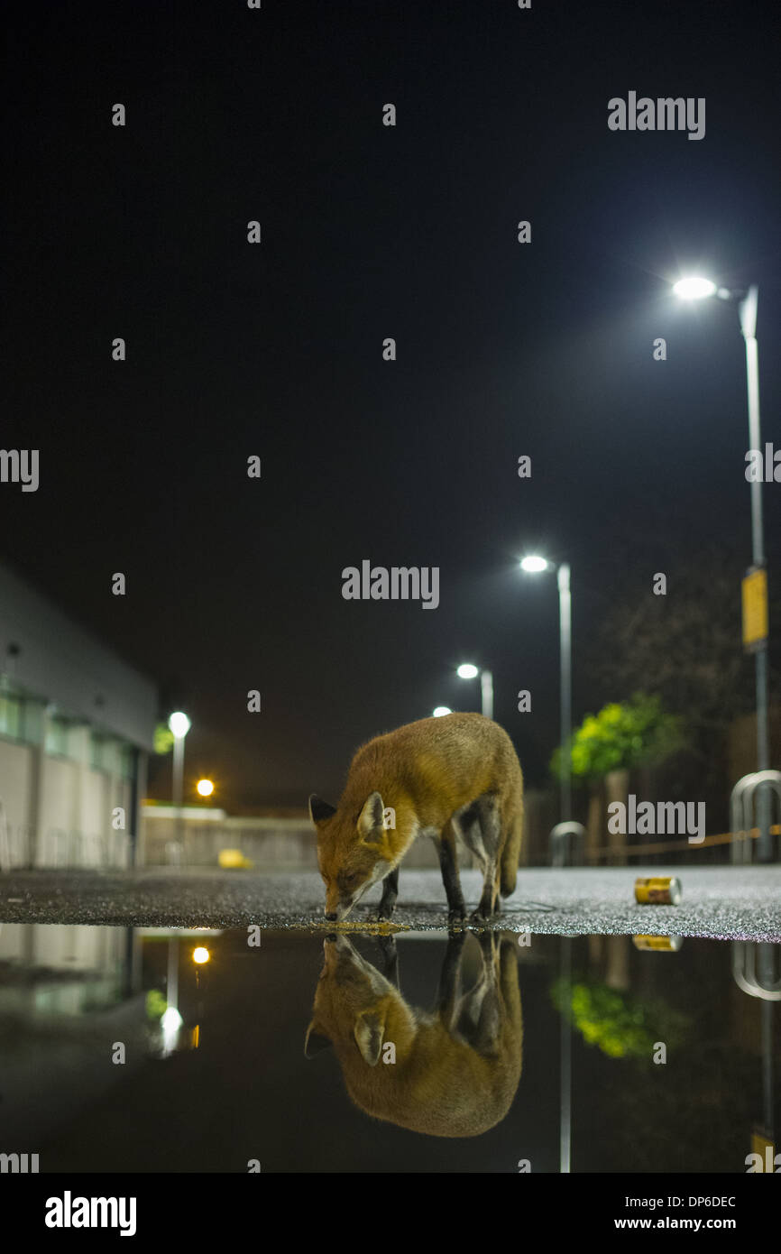 European Red Fox (Vulpes vulpes) adult smelling ground standing beside ...