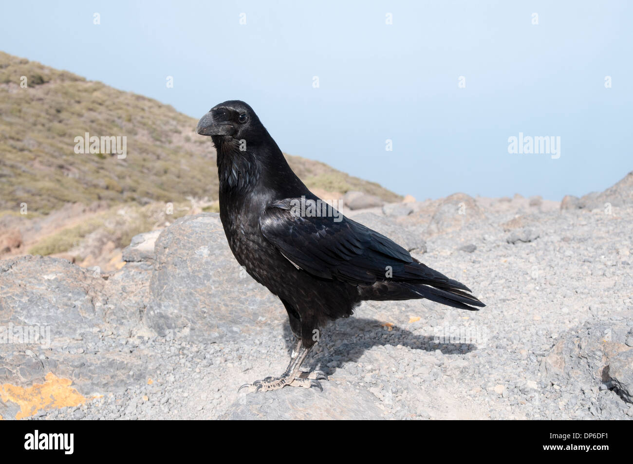 Common Ravens are among the very intelligent and curious animals ...