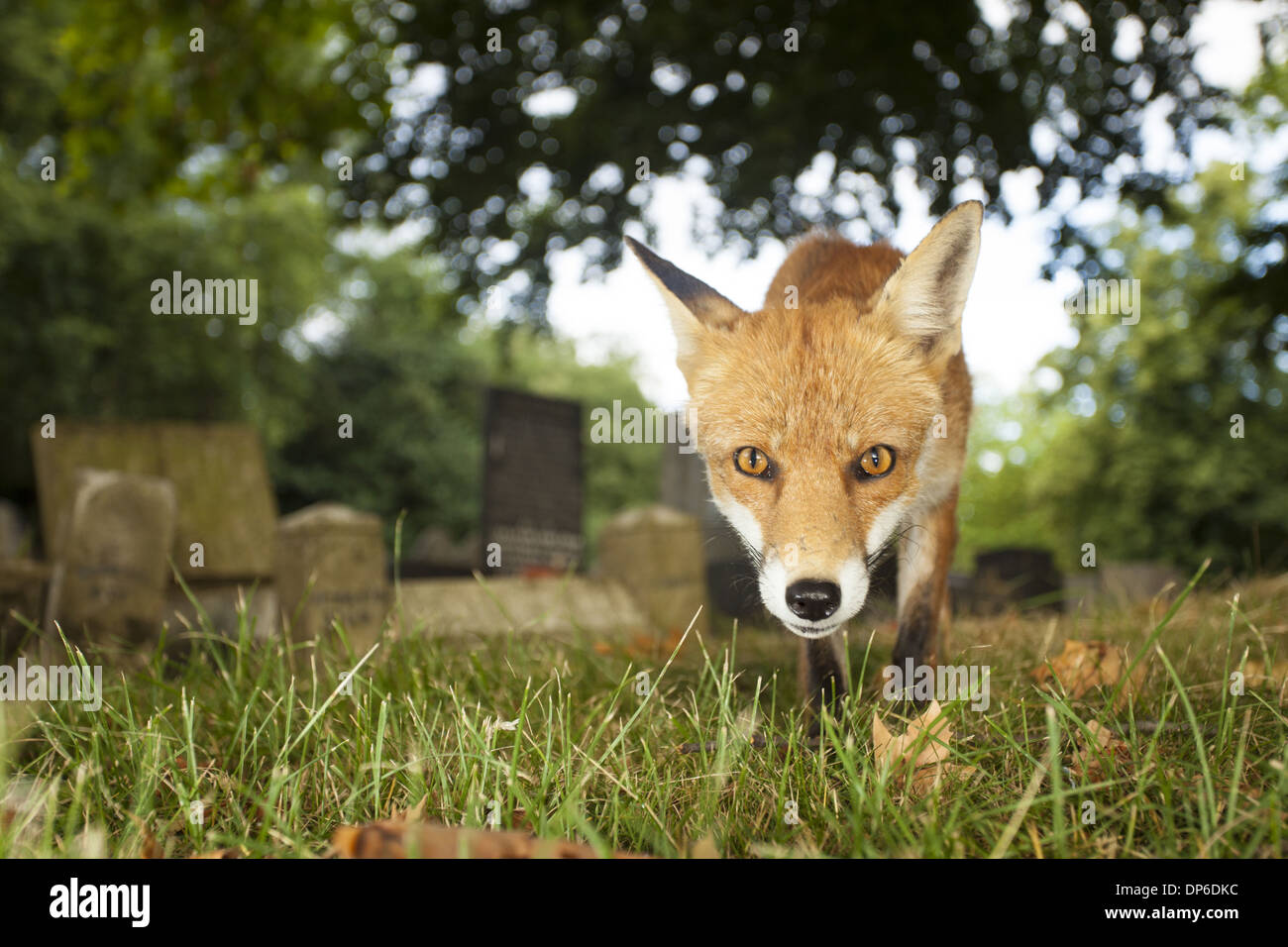 Fox graveyard hi-res stock photography and images - Alamy