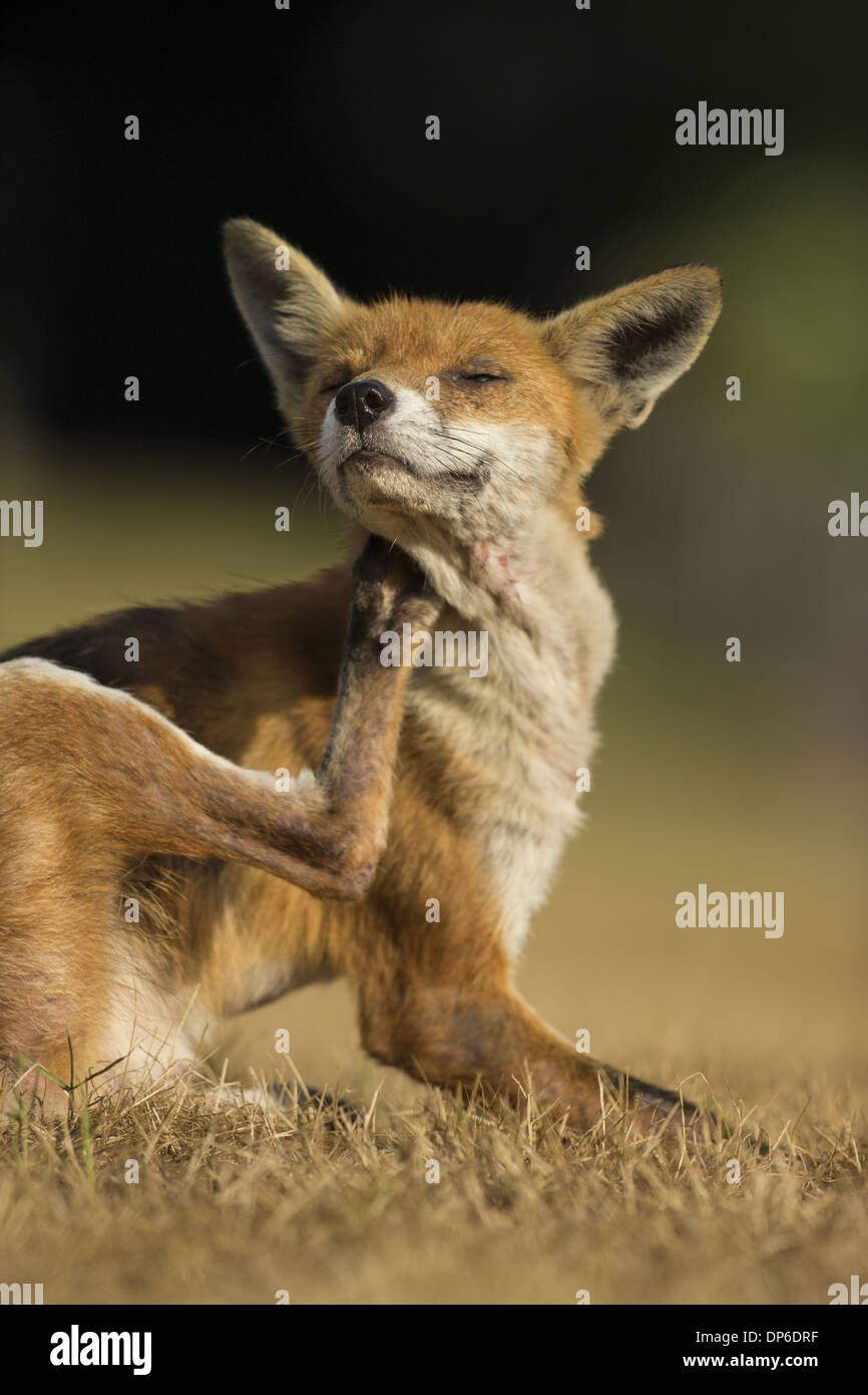 European Red Fox (Vulpes vulpes) adult scratching mange infected skin ...
