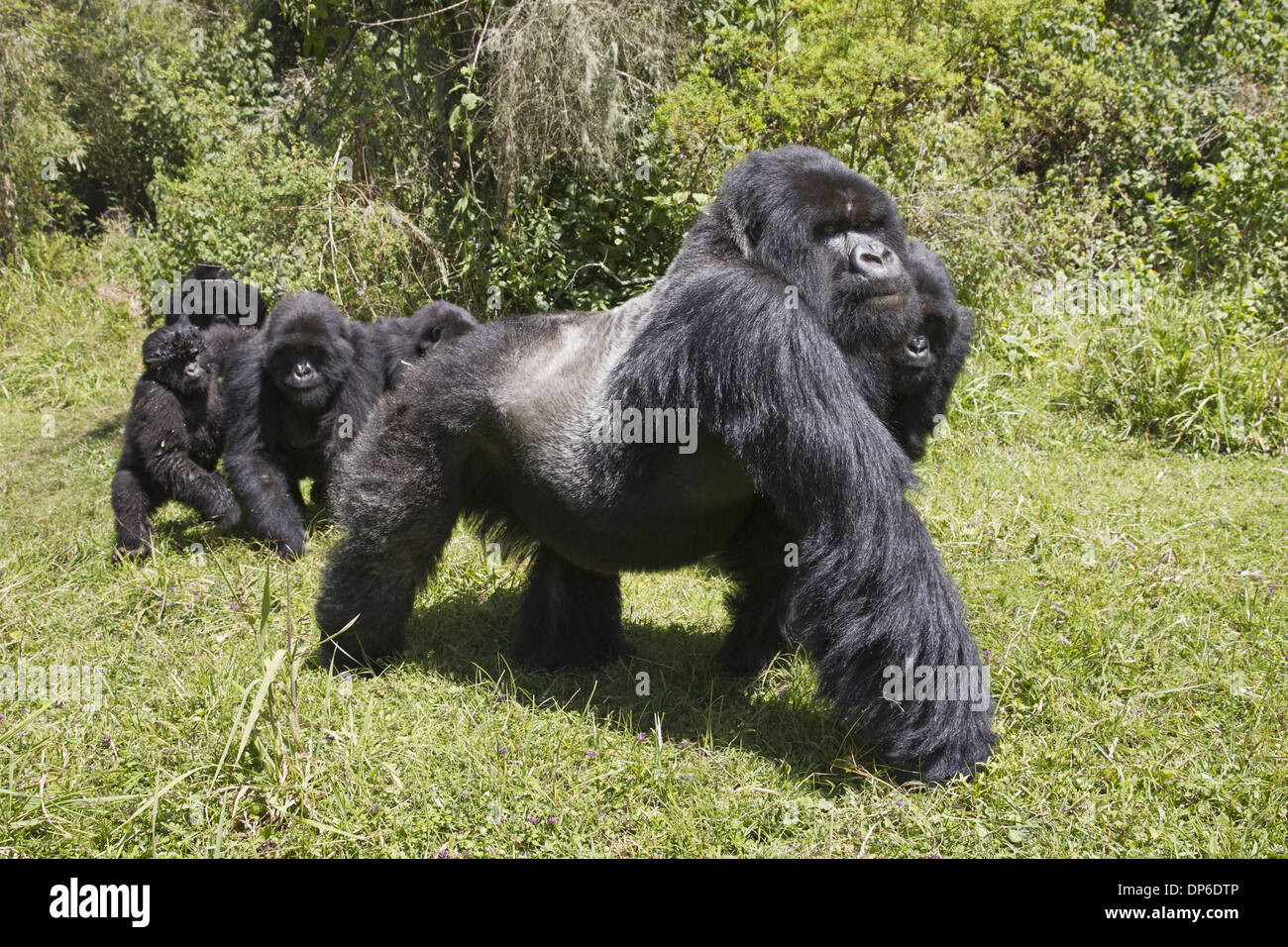 Mountain Gorilla (Gorilla beringei beringei) 'silverback' alpha male leading family group into ...