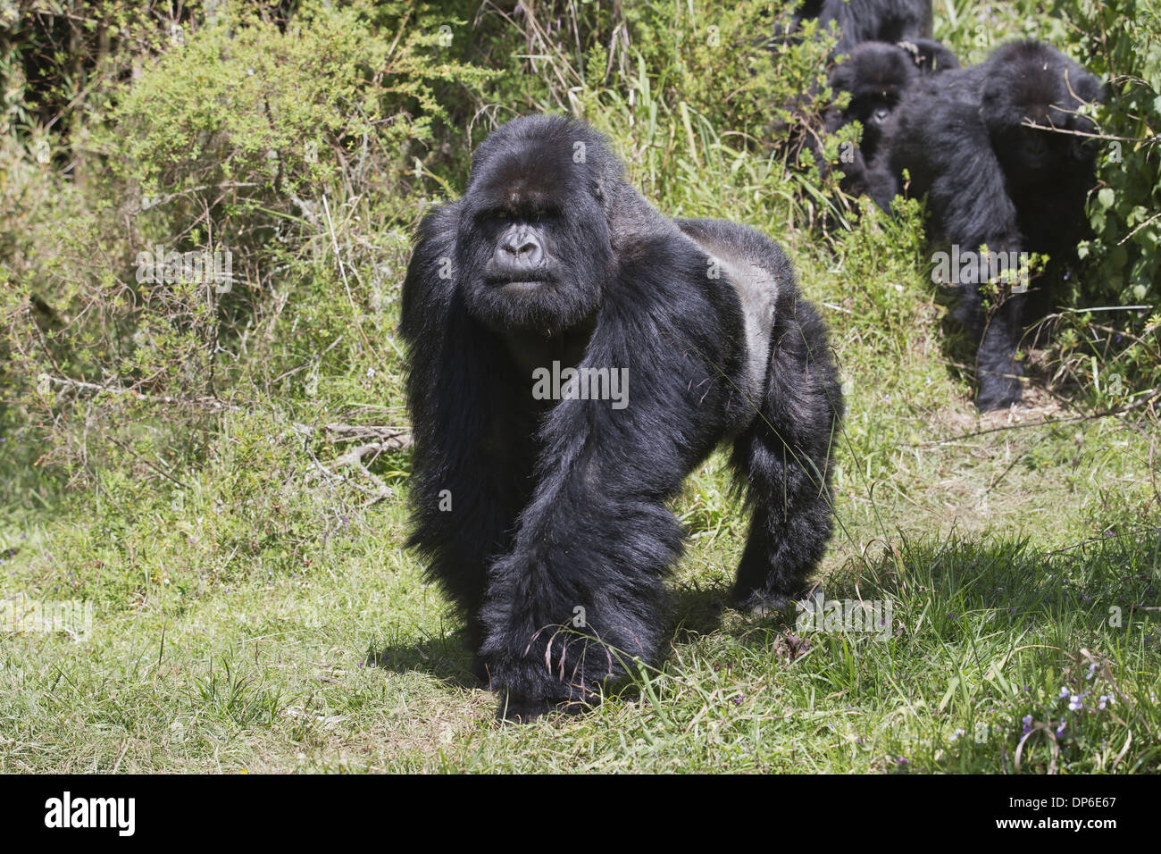 Female gorilla males hi-res stock photography and images - Alamy
