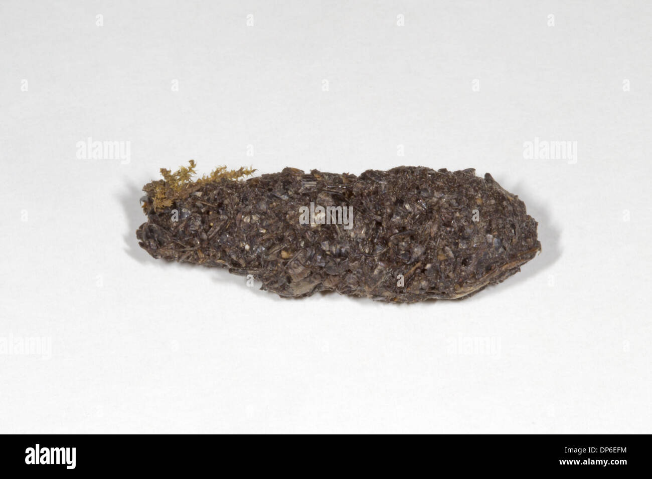 Droppings hedgehog hi-res stock photography and images - Alamy