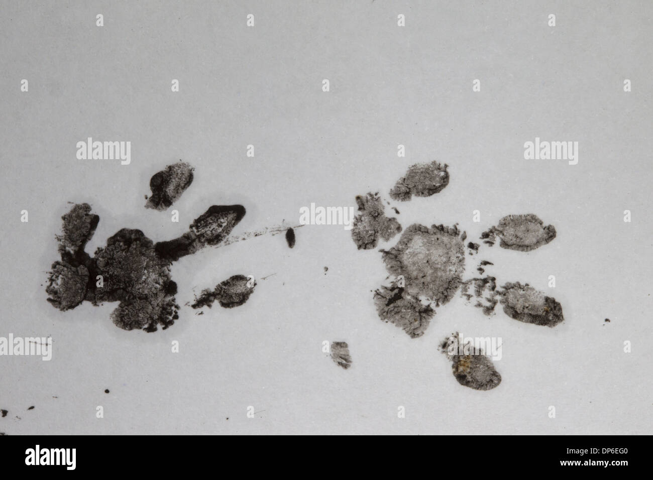 Hedgehog footprint hi-res stock photography and images - Alamy