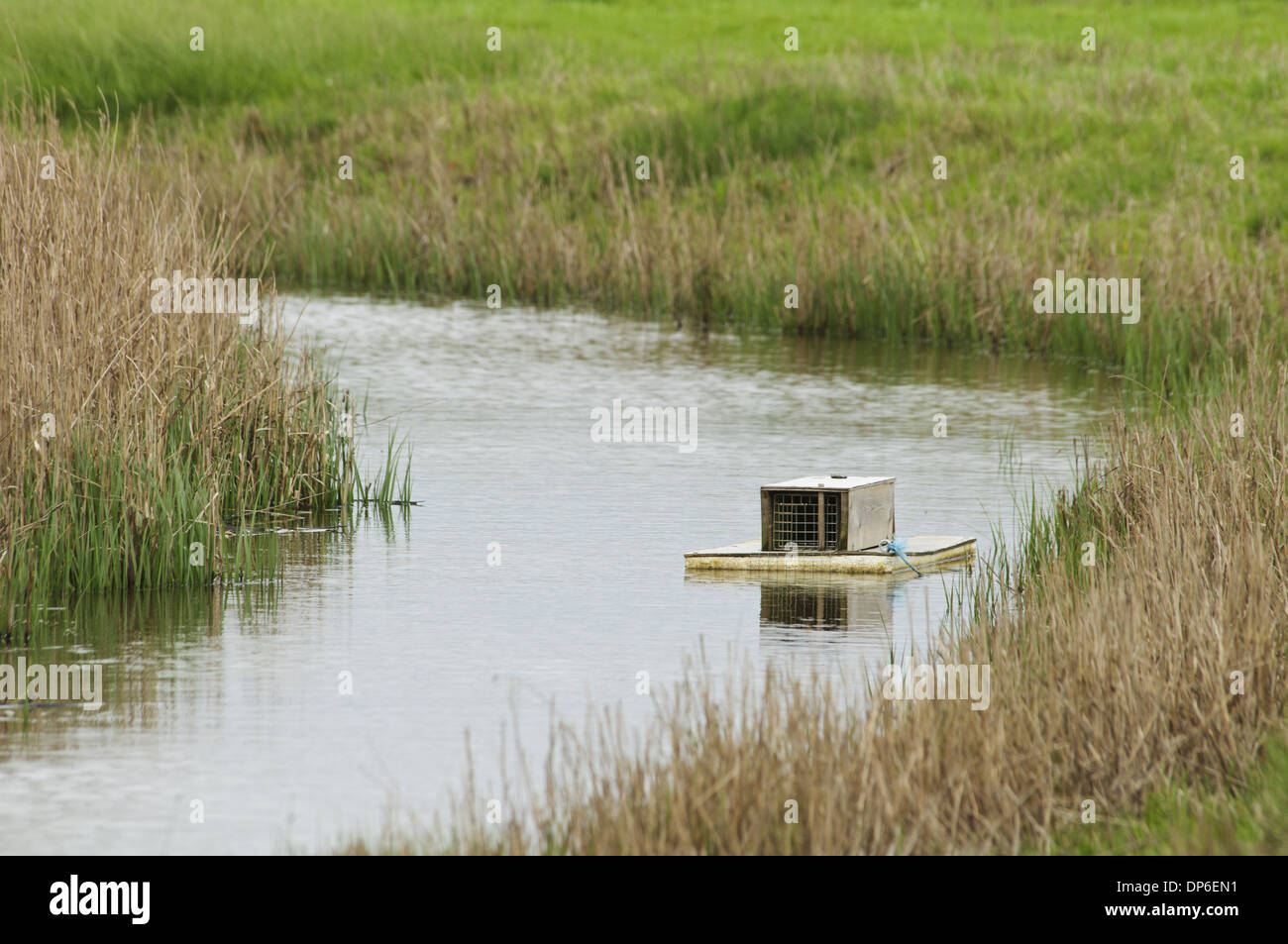 Mink mink raft habitat mammals hi-res stock photography and images - Alamy