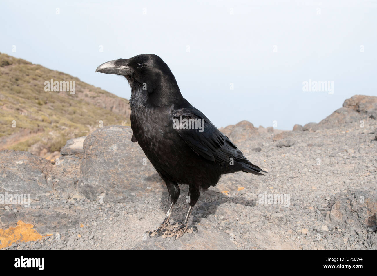 Common Ravens are among the very intelligent and curious animals ...