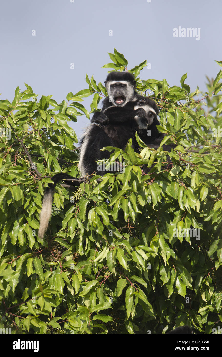 Mantled Guereza (Colobus guereza) adult female and juvenile feeding in ...