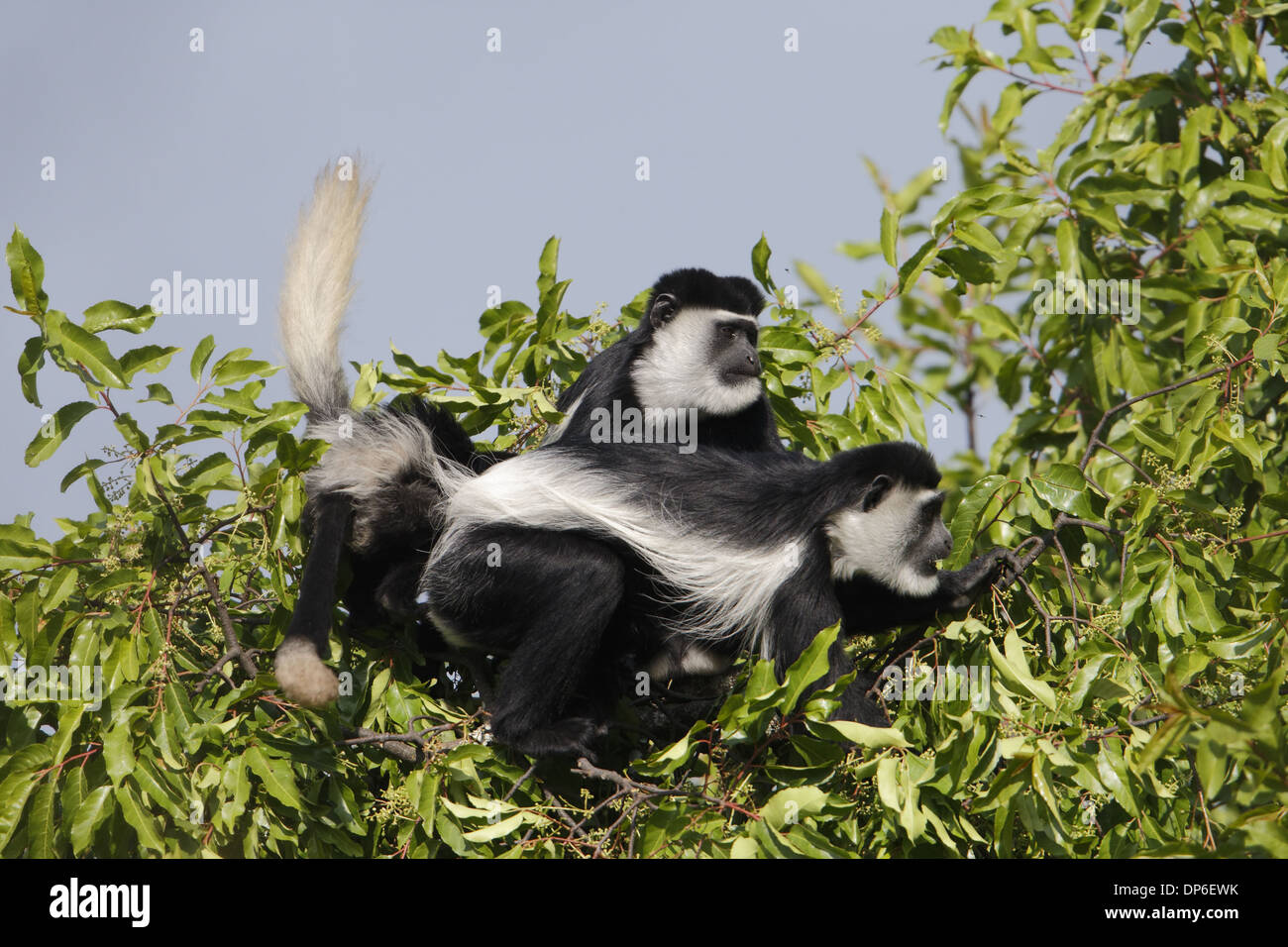 Mantled Guereza (Colobus guereza) adult male female juvenile and baby ...