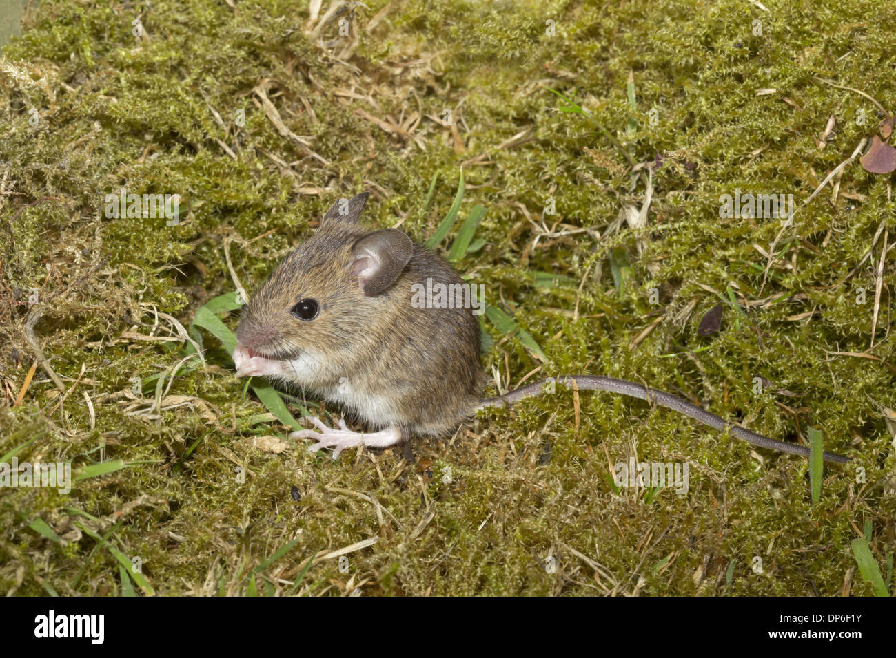 Mouse grooming hi-res stock photography and images - Alamy