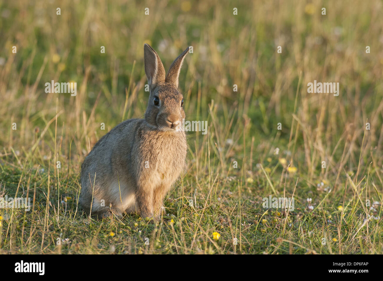 European Rabbit (Oryctolagus cuniculus) adult, sitting on grass, Kent ...