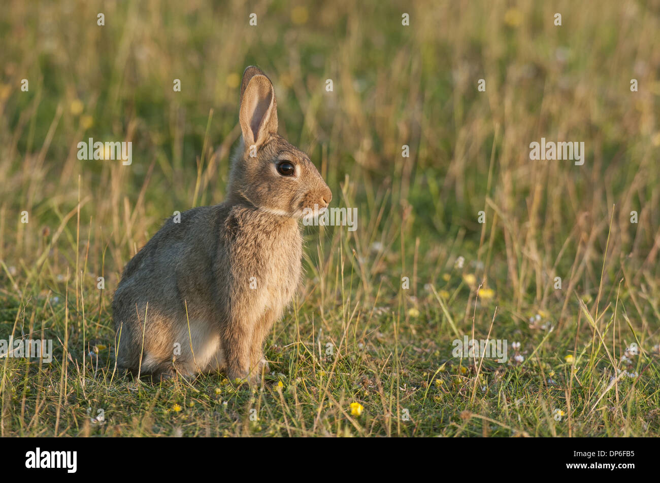 European Rabbit (Oryctolagus cuniculus) adult, sitting on grass, Kent ...
