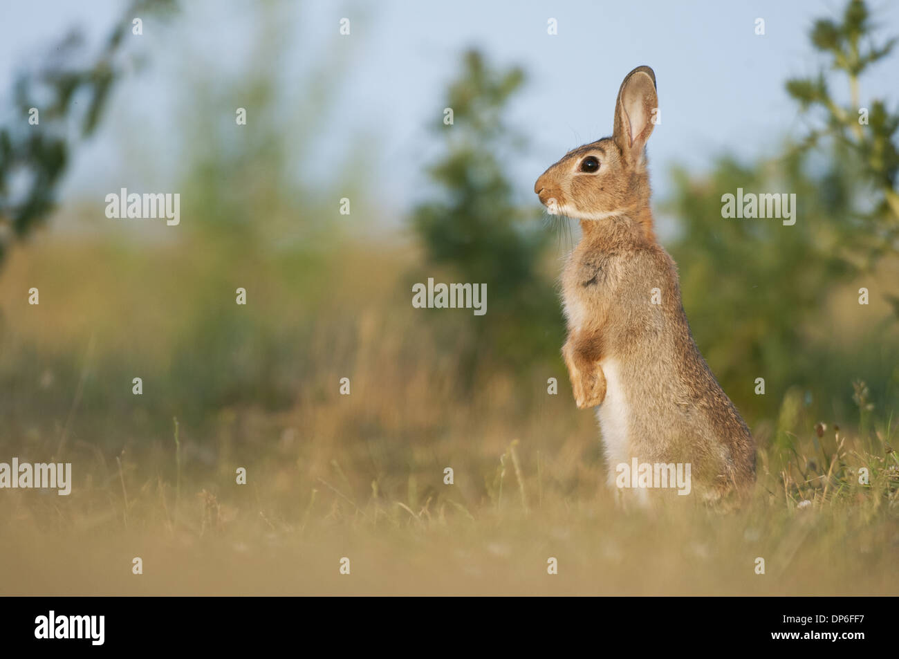 European Rabbit (Oryctolagus cuniculus) adult, standing on hind legs ...