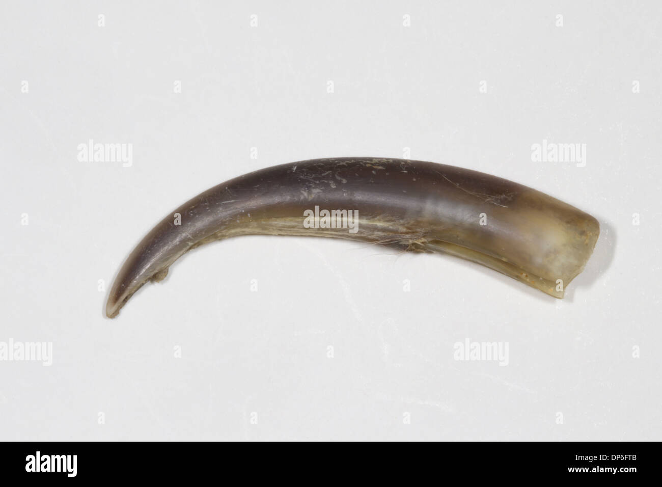 Grey Seal (Halichoerus grypus) claw Stock Photo - Alamy