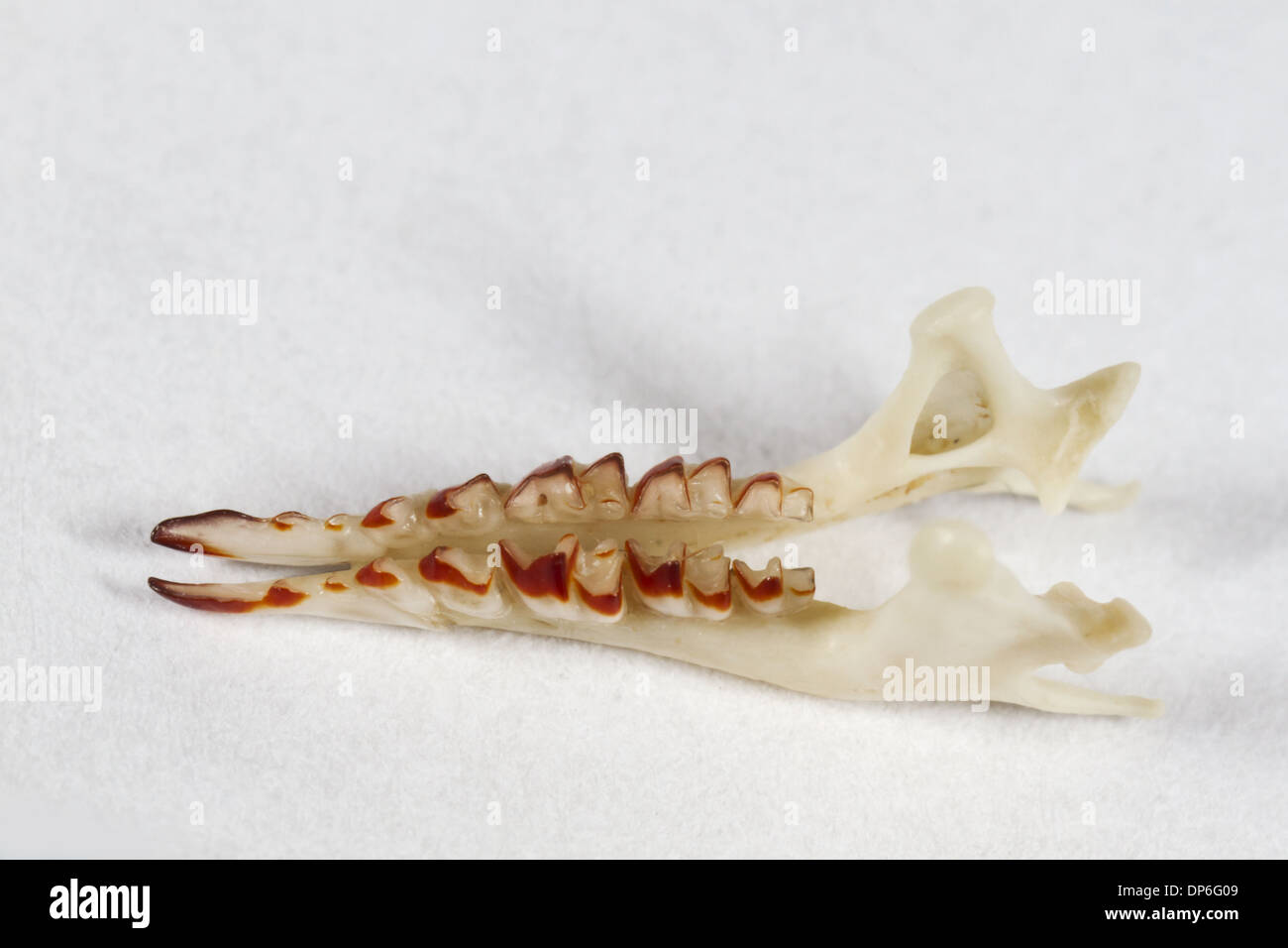 Shrew Teeth High Resolution Stock Photography and Images - Alamy