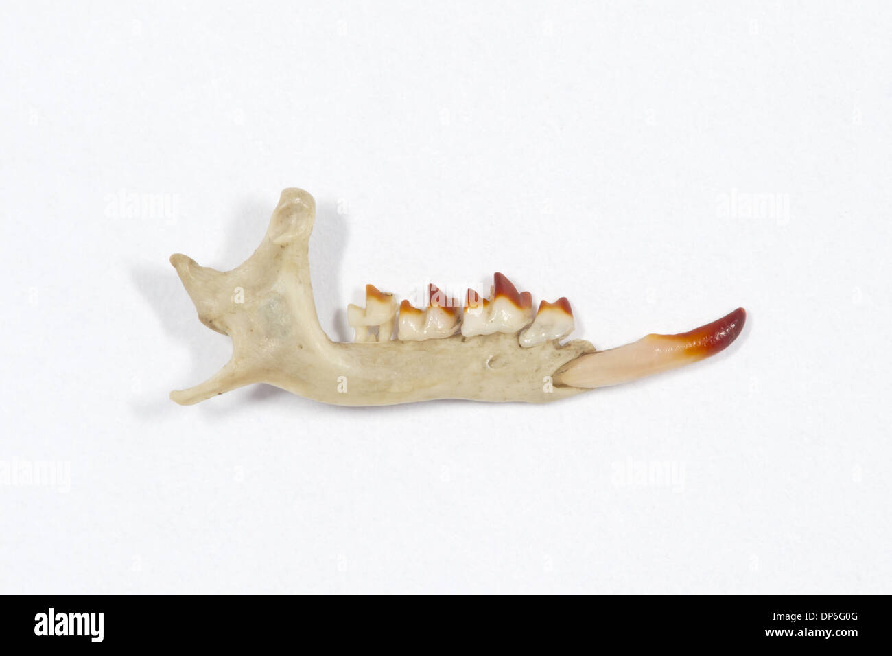 Shrew teeth hi-res stock photography and images - Alamy