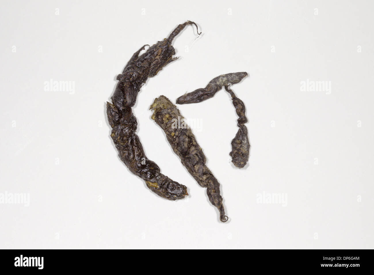 Stoat (Mustela erminea) droppings Stock Photo - Alamy