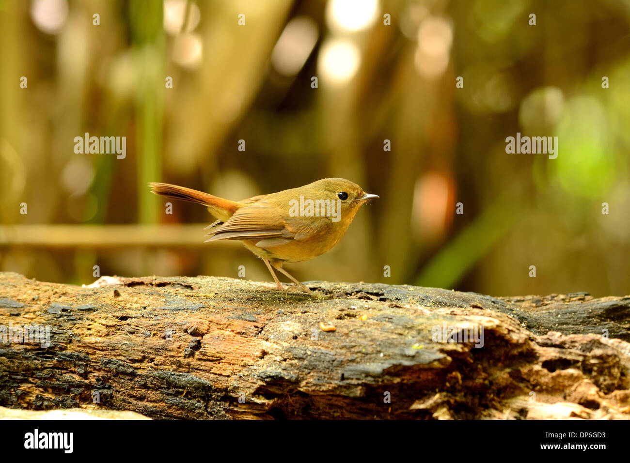 beatiful female Slaty-blue Flycatcher (Ficedula hodgsonii) possing on ...