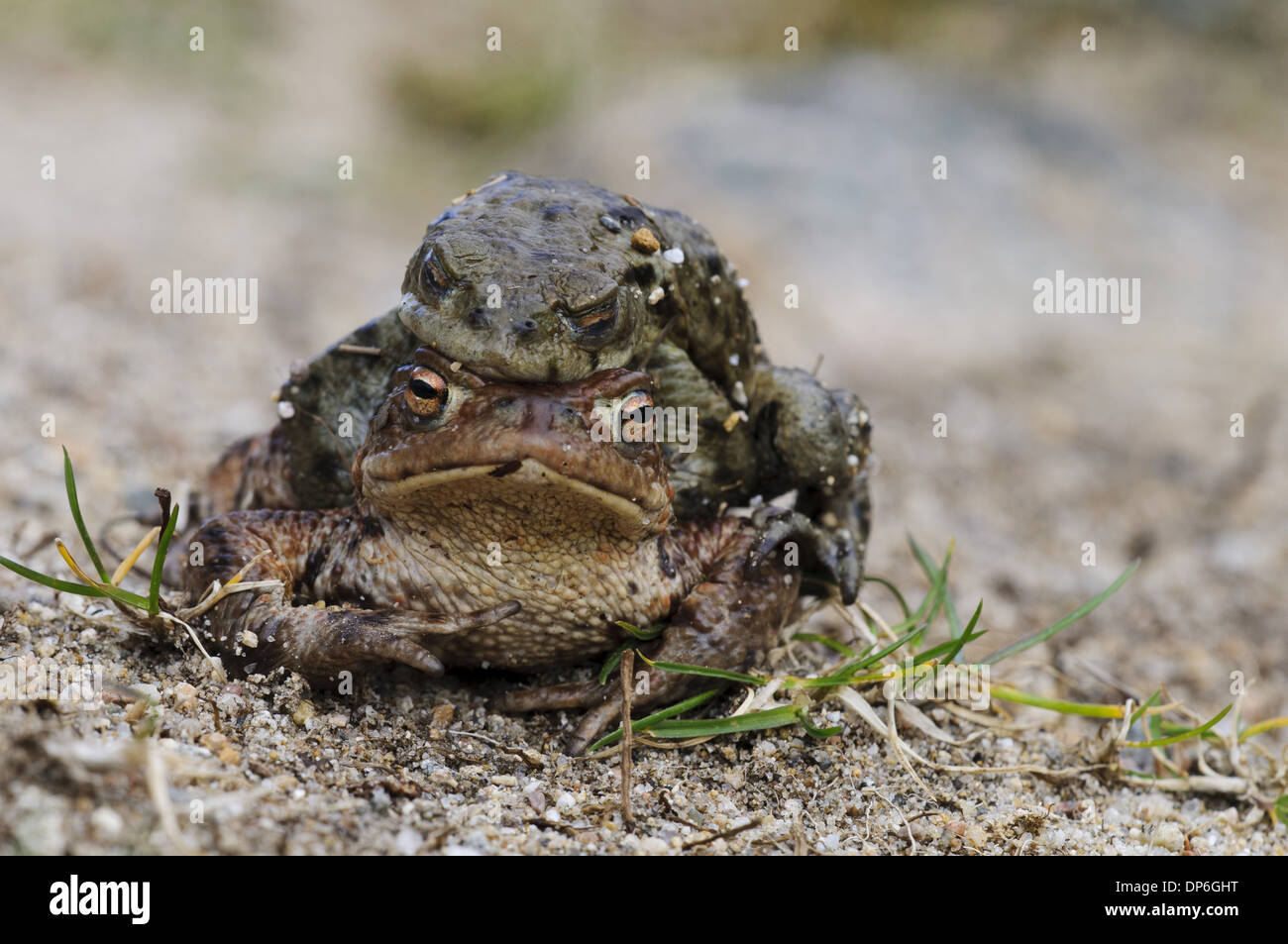 Common Toad (Bufo bufo) adul pair in amplexus at shore of freshwater ...